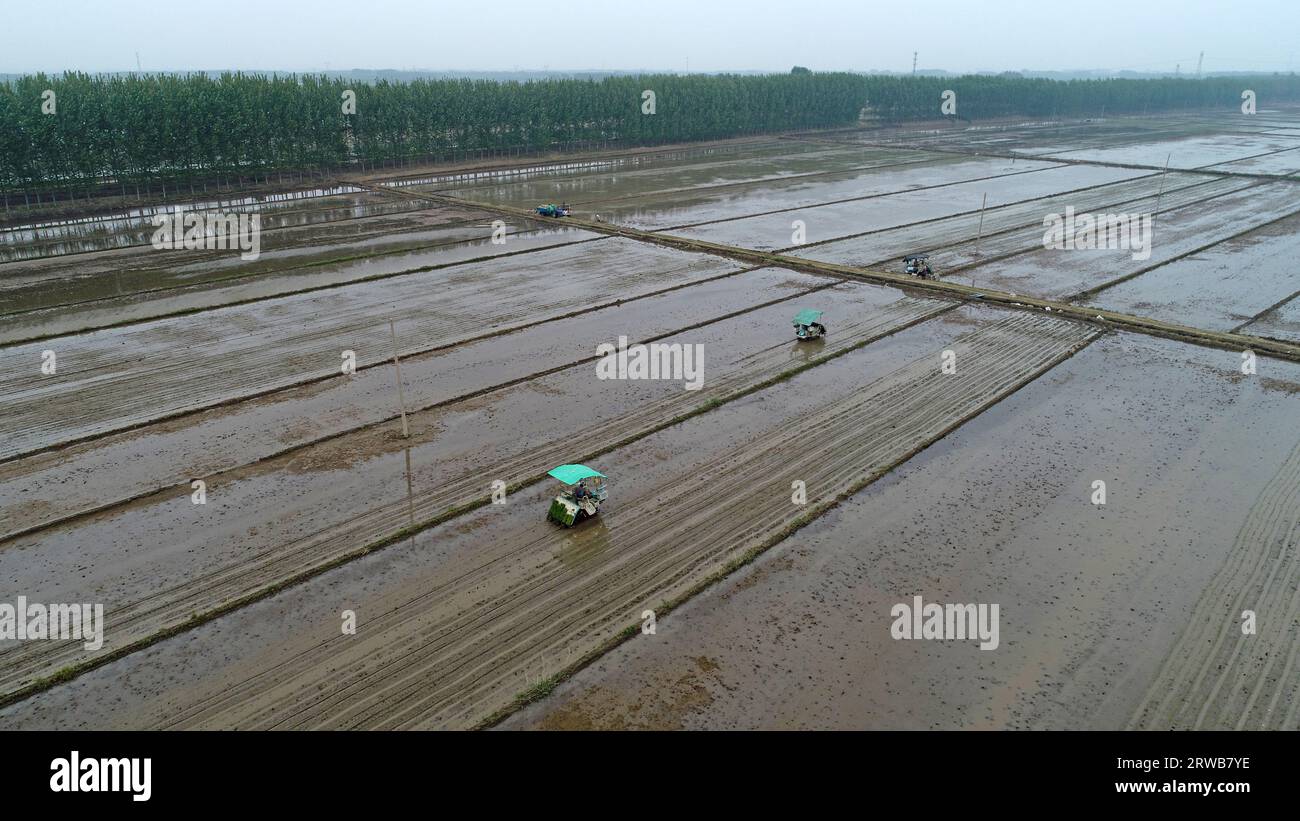 Transplanter plant rice hi-res stock photography and images - Alamy