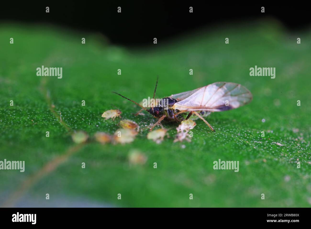 Aphids in the wild, North China Stock Photo - Alamy
