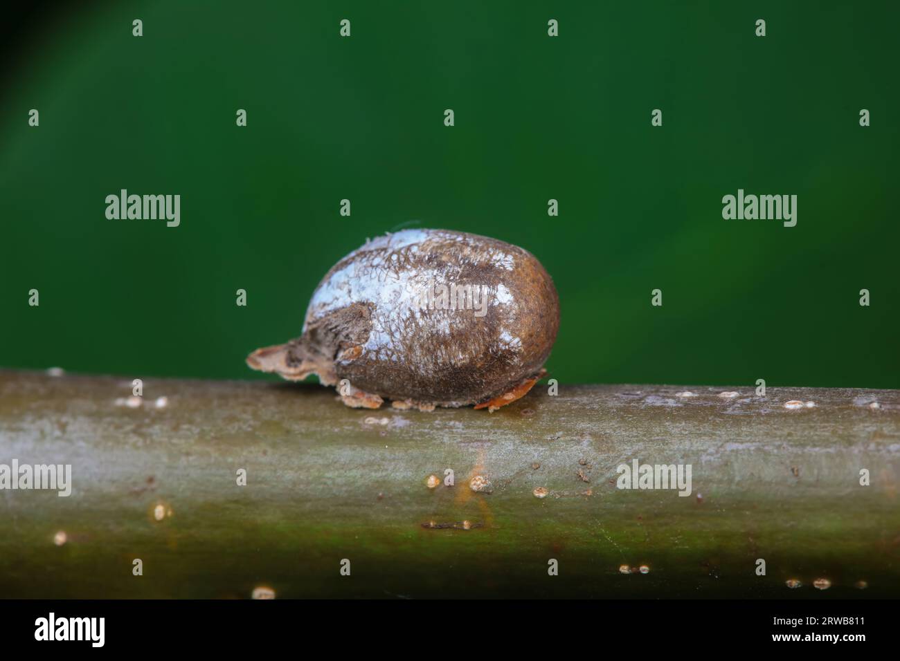 Insect cocoon shells on wild plants, North China Stock Photo - Alamy