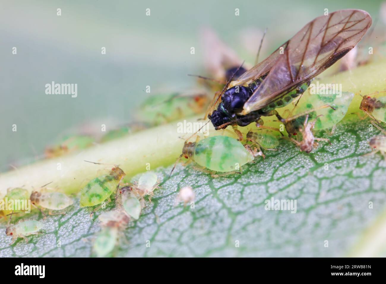 Aphids in the wild, North China Stock Photo - Alamy