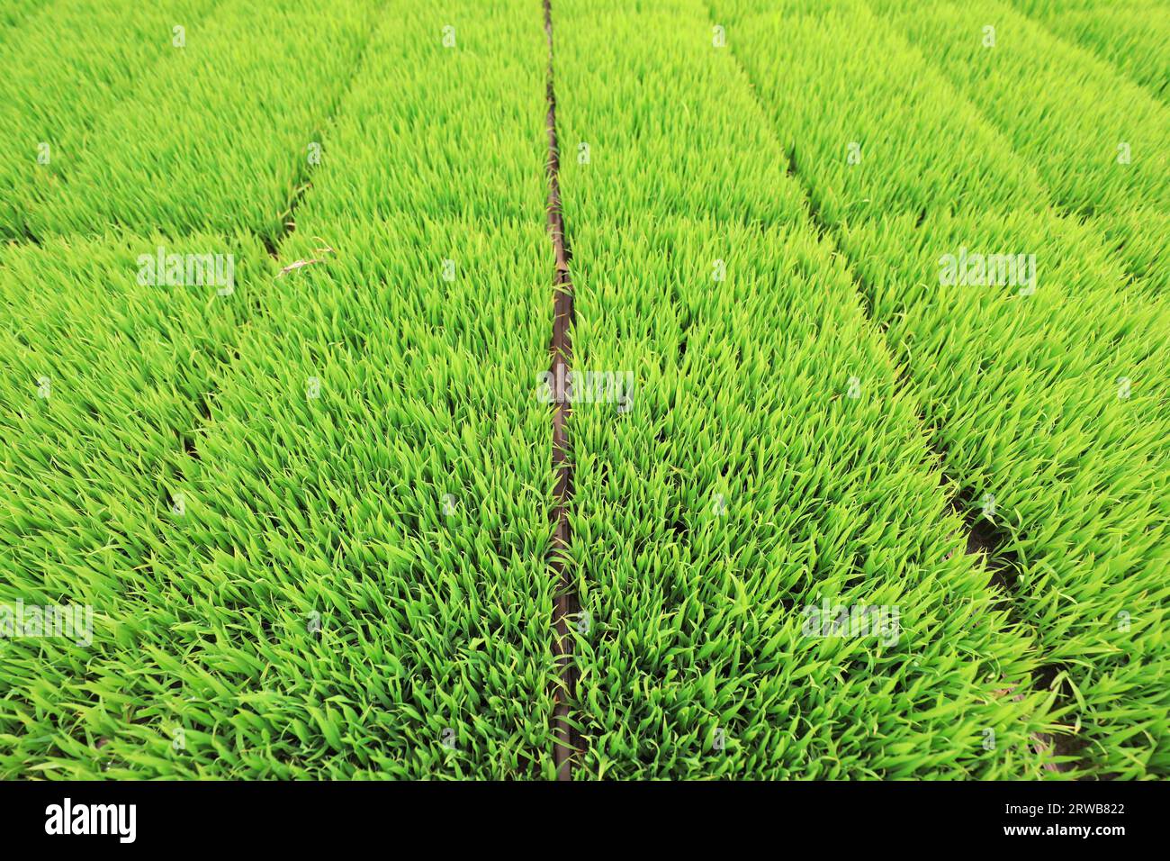 Close up rice field china hi-res stock photography and images - Alamy