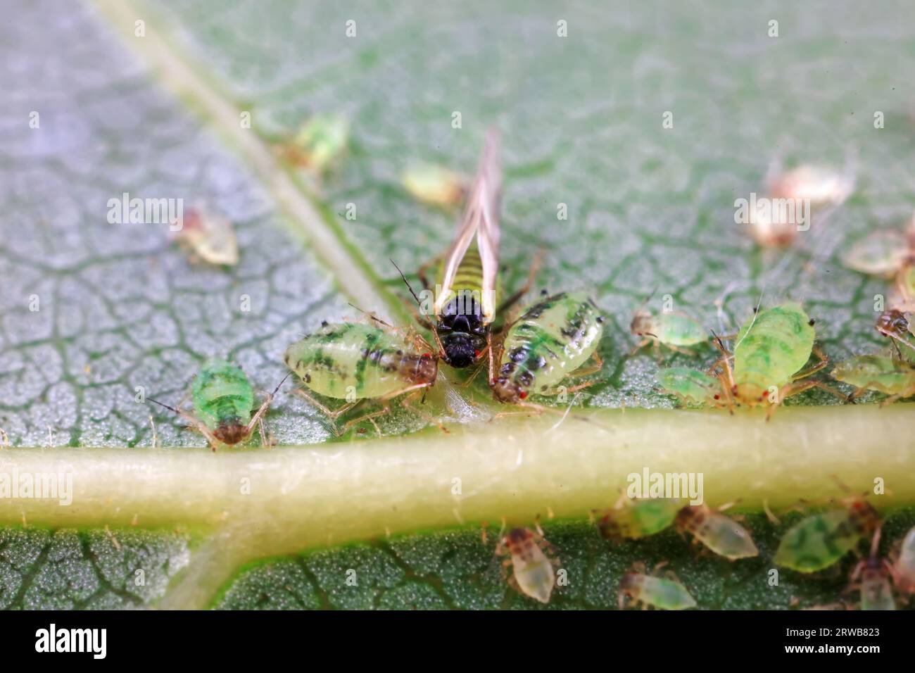 Aphids in the wild, North China Stock Photo - Alamy