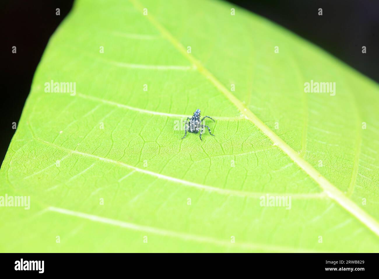 Hemiptera wax Cicadellidae insects on wild plants, North China Stock ...