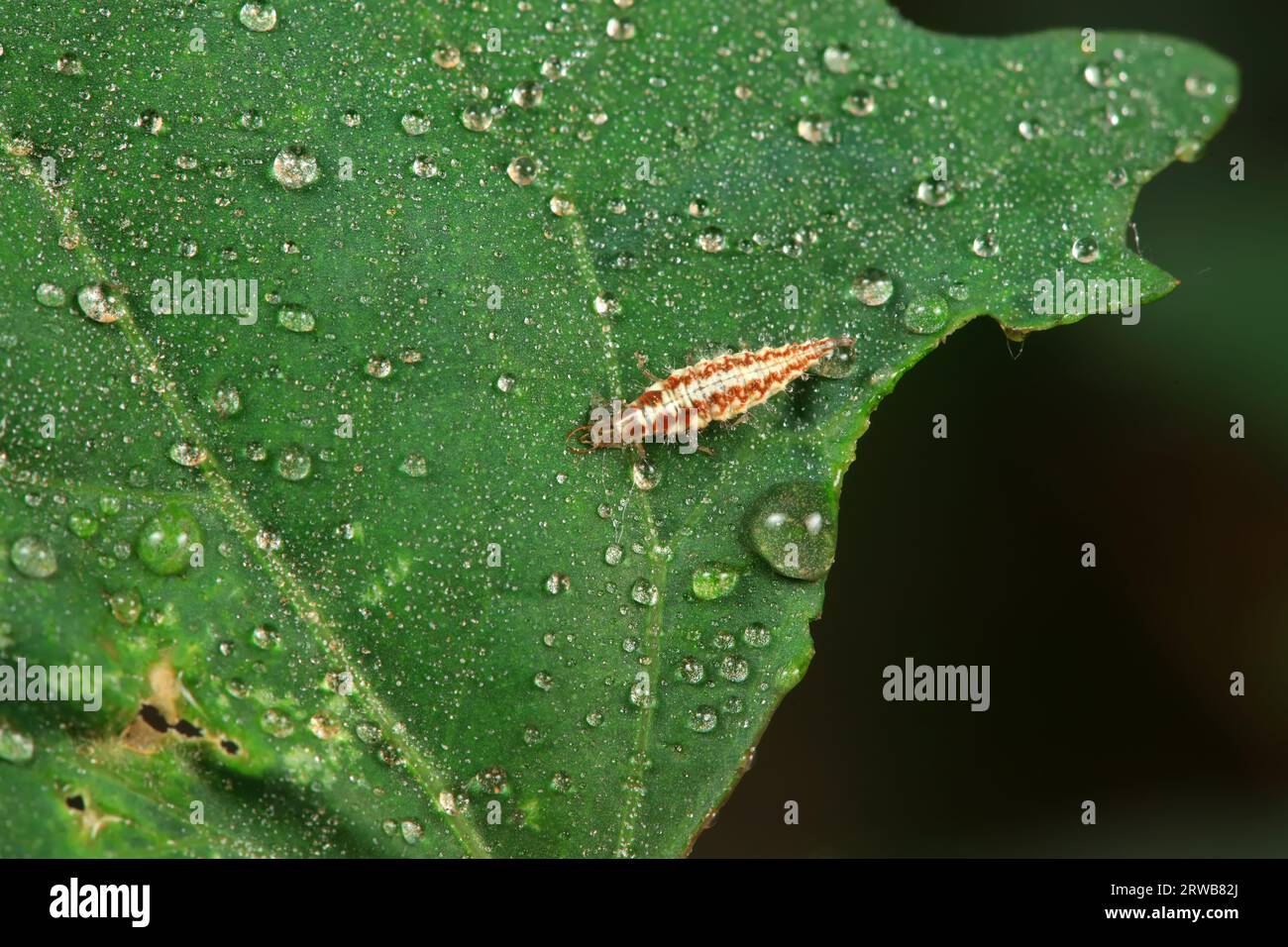 A functional insect of the order Neuroptera in the wild, North China ...