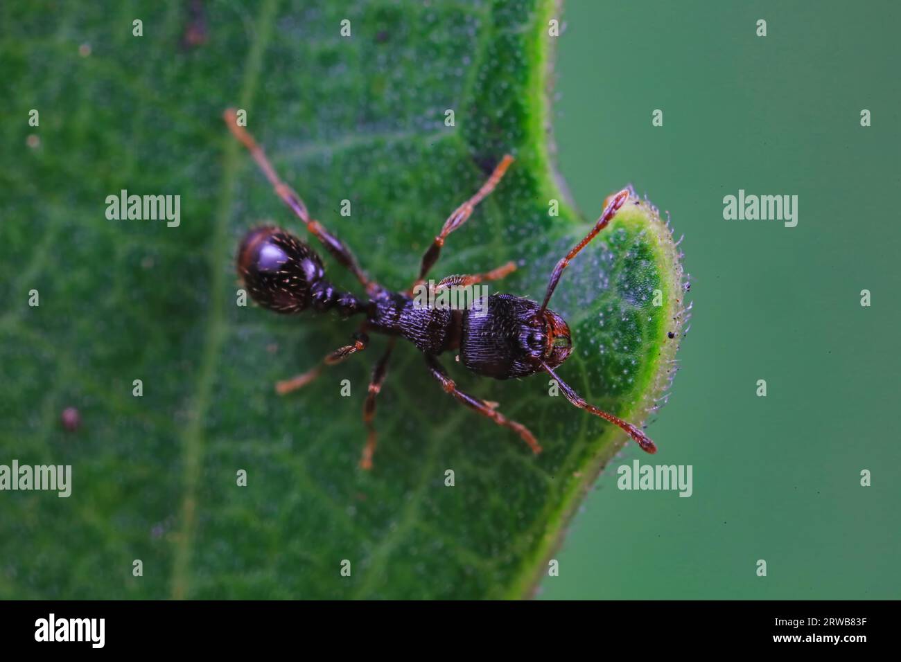 Ants in the wild, North China Stock Photo - Alamy