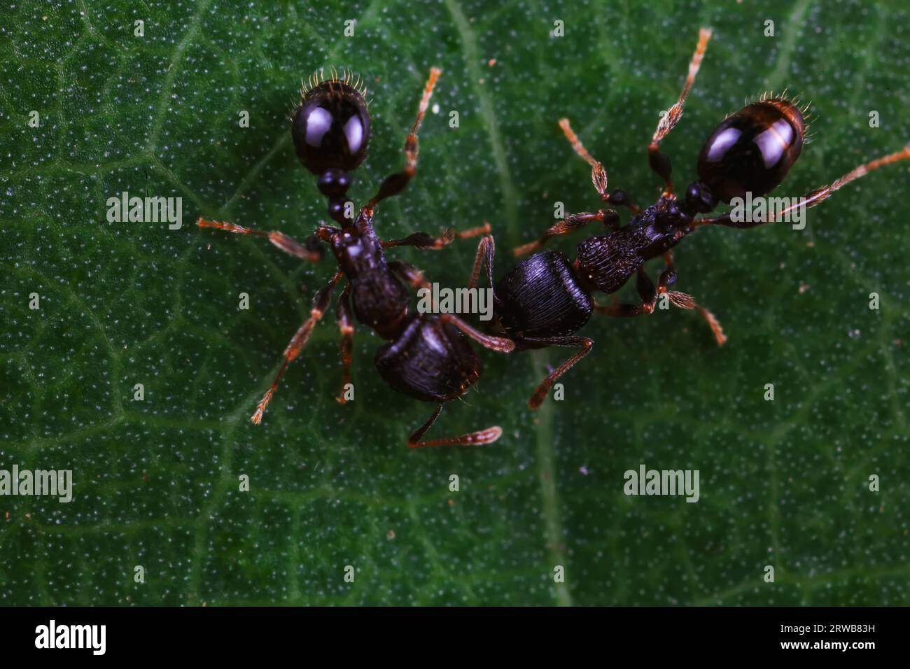 Ants in the wild, North China Stock Photo - Alamy