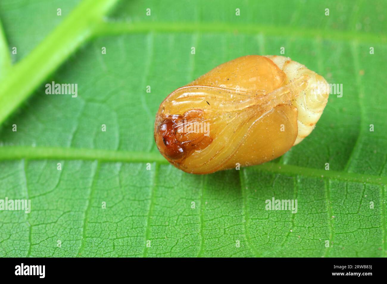 Lepidoptera larvae in the wild, North China Stock Photo - Alamy