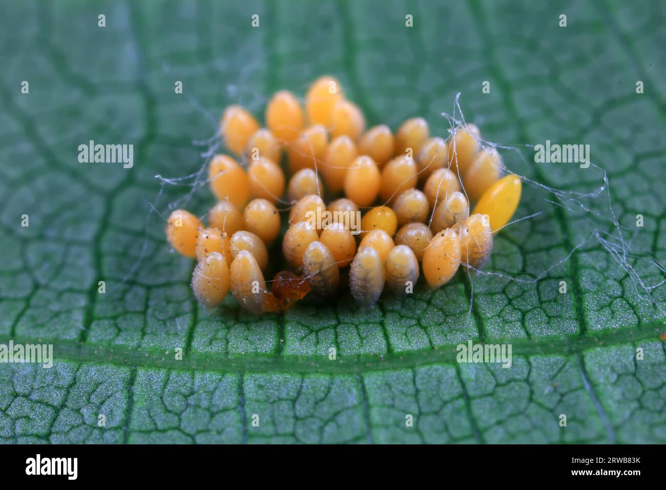 Insect eggs on wild plants, North China Stock Photo - Alamy