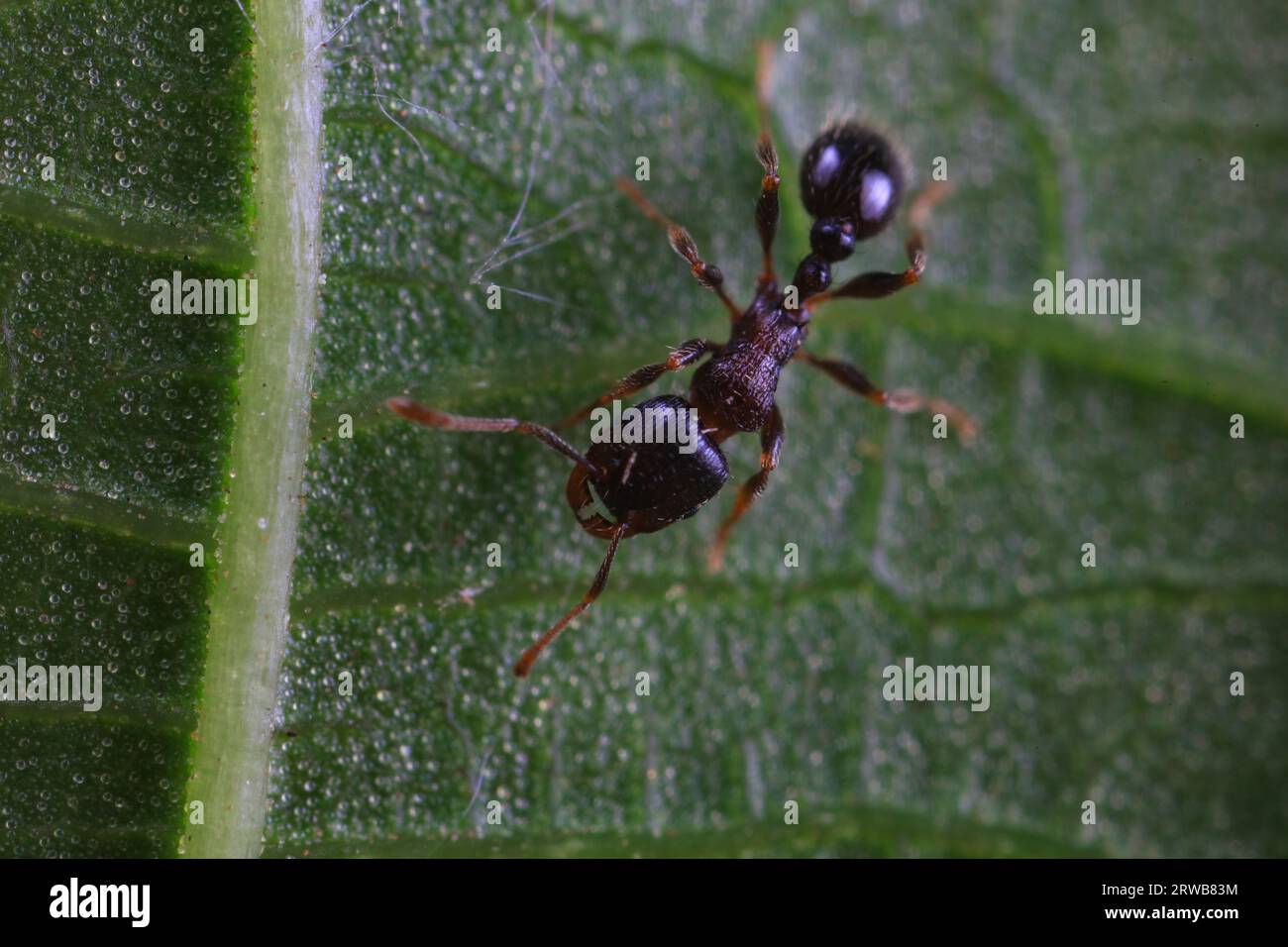 Ants in the wild, North China Stock Photo - Alamy