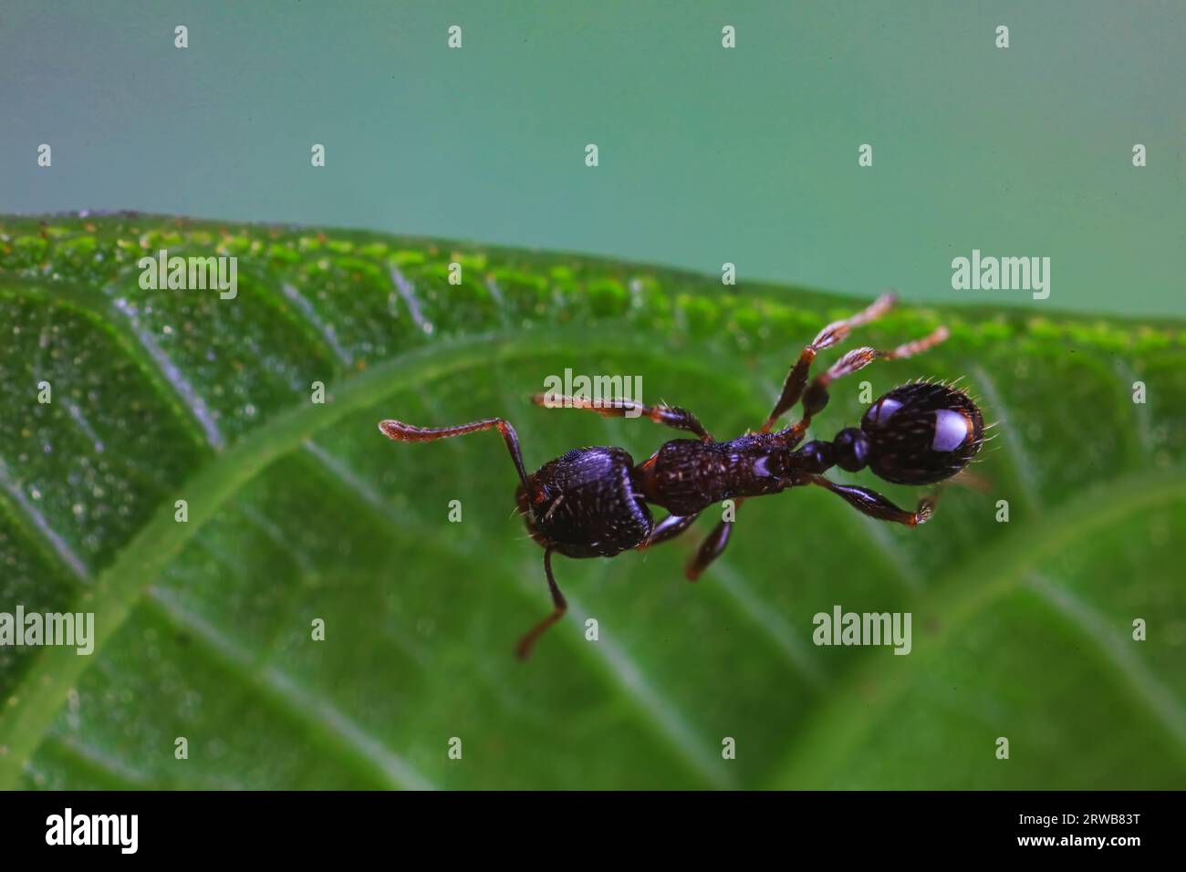 Ants in the wild, North China Stock Photo - Alamy