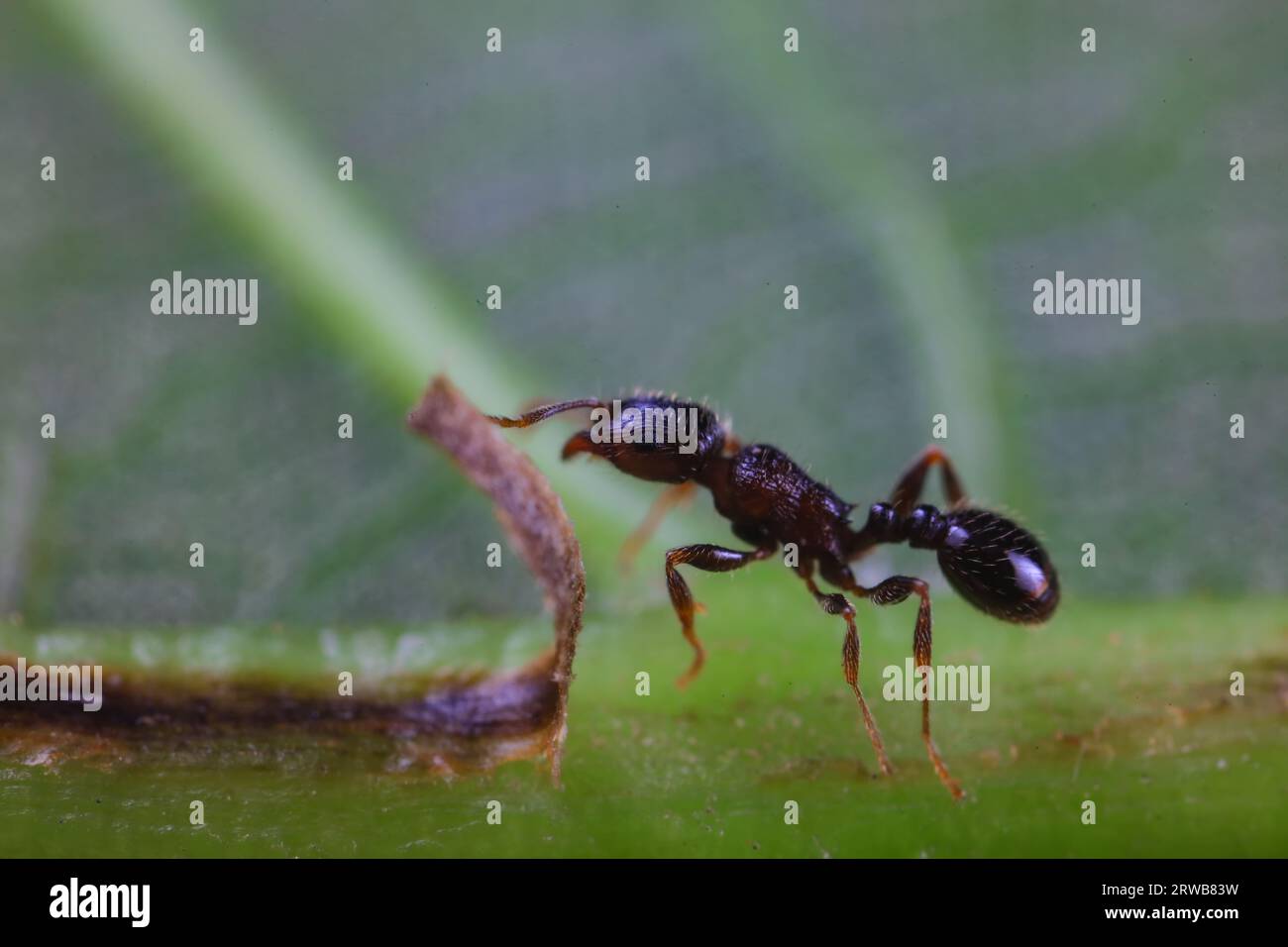 Ants in the wild, North China Stock Photo - Alamy