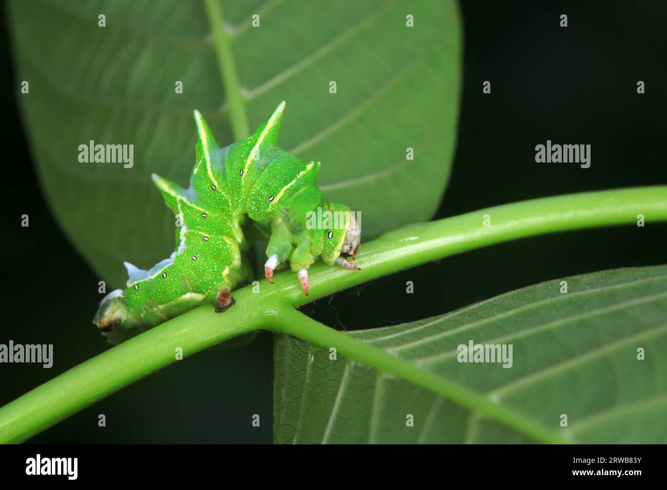 Lepidoptera larvae in the wild, North China Stock Photo - Alamy