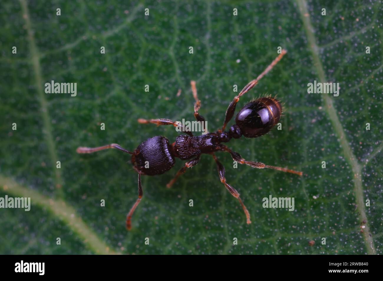 Ants in the wild, North China Stock Photo - Alamy