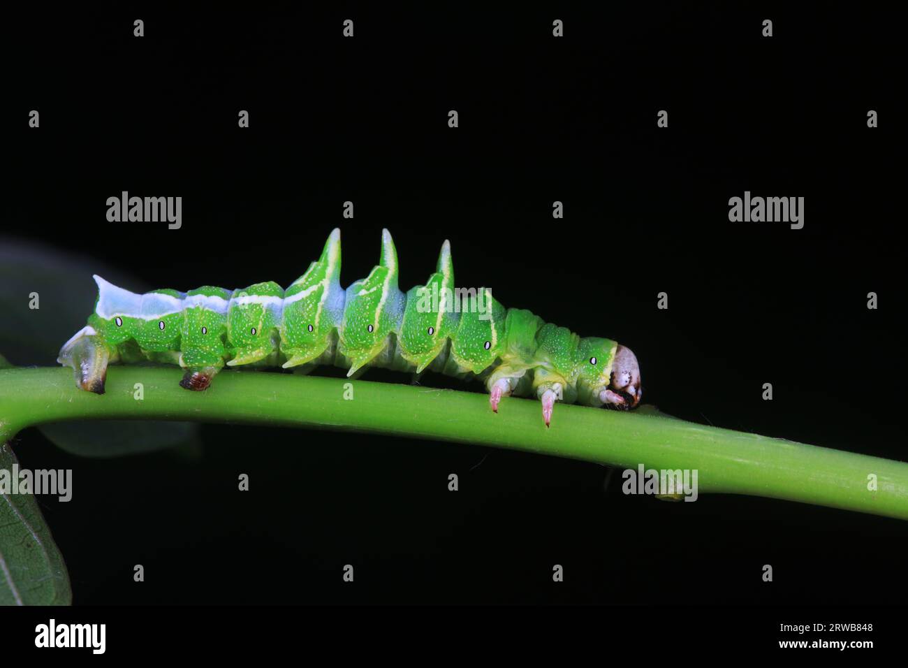 Lepidoptera larvae in the wild, North China Stock Photo - Alamy