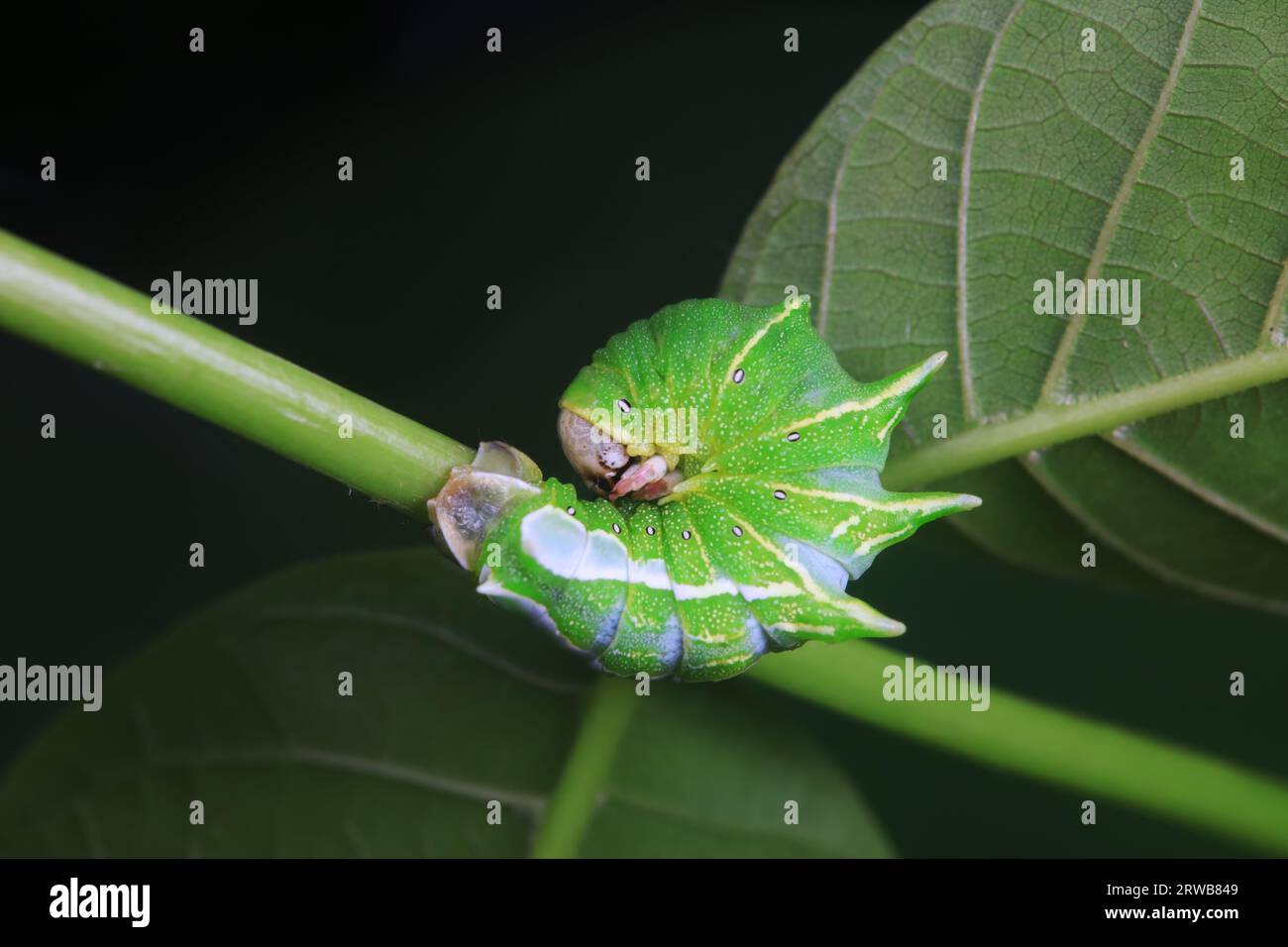 Lepidoptera larvae in the wild, North China Stock Photo - Alamy