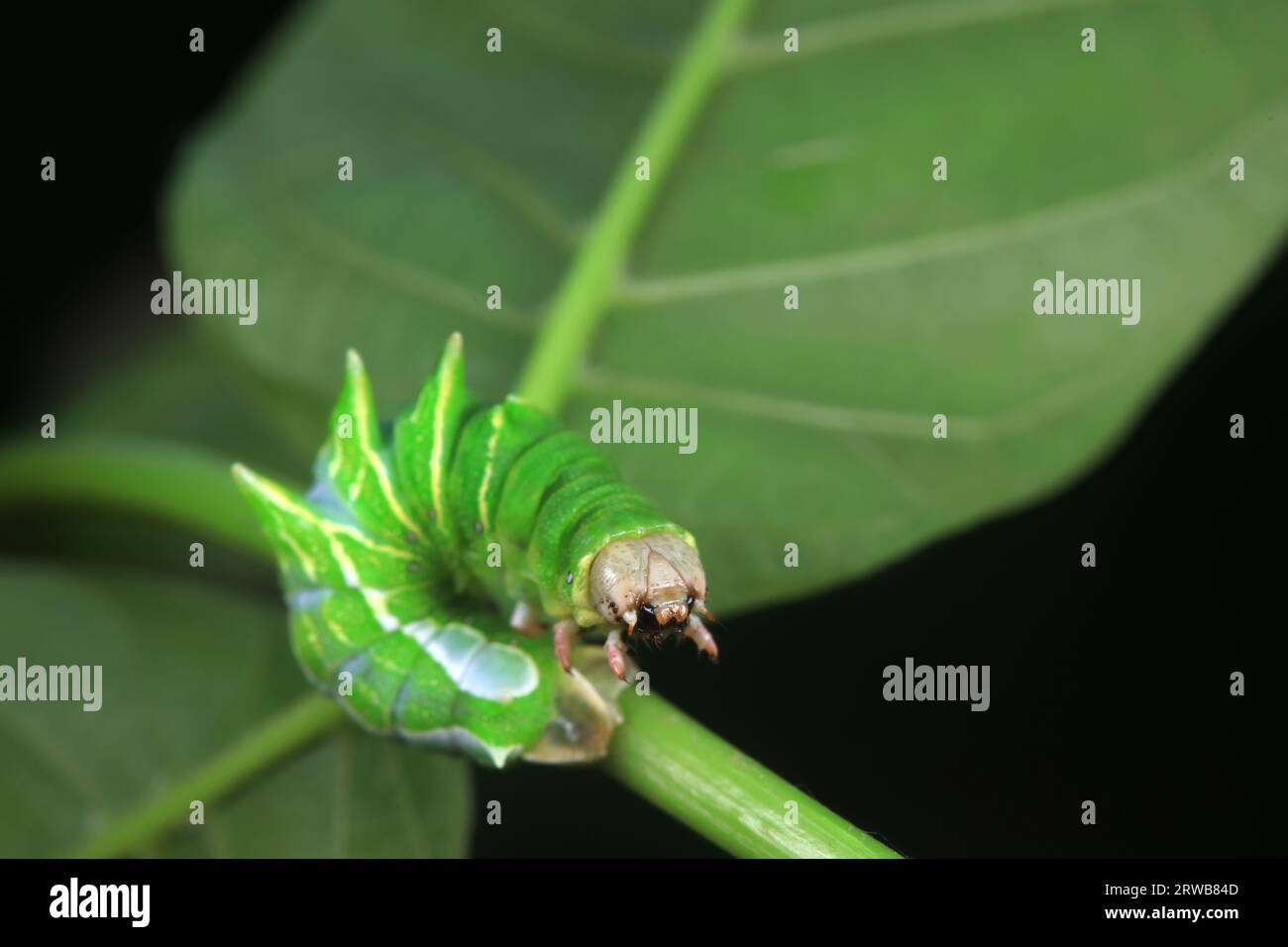Lepidoptera larvae in the wild, North China Stock Photo - Alamy