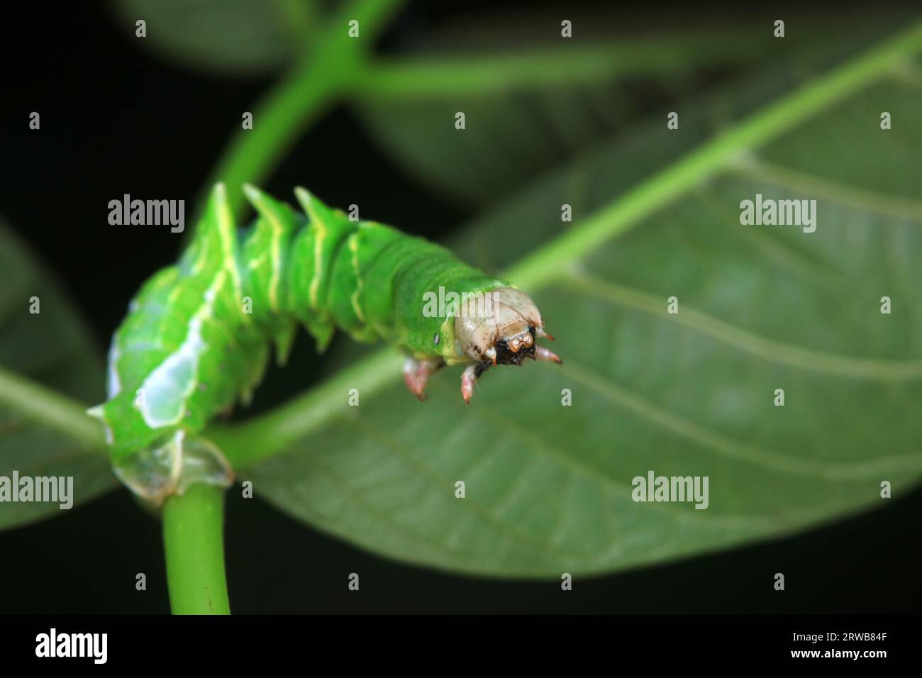 Lepidoptera larvae in the wild, North China Stock Photo - Alamy