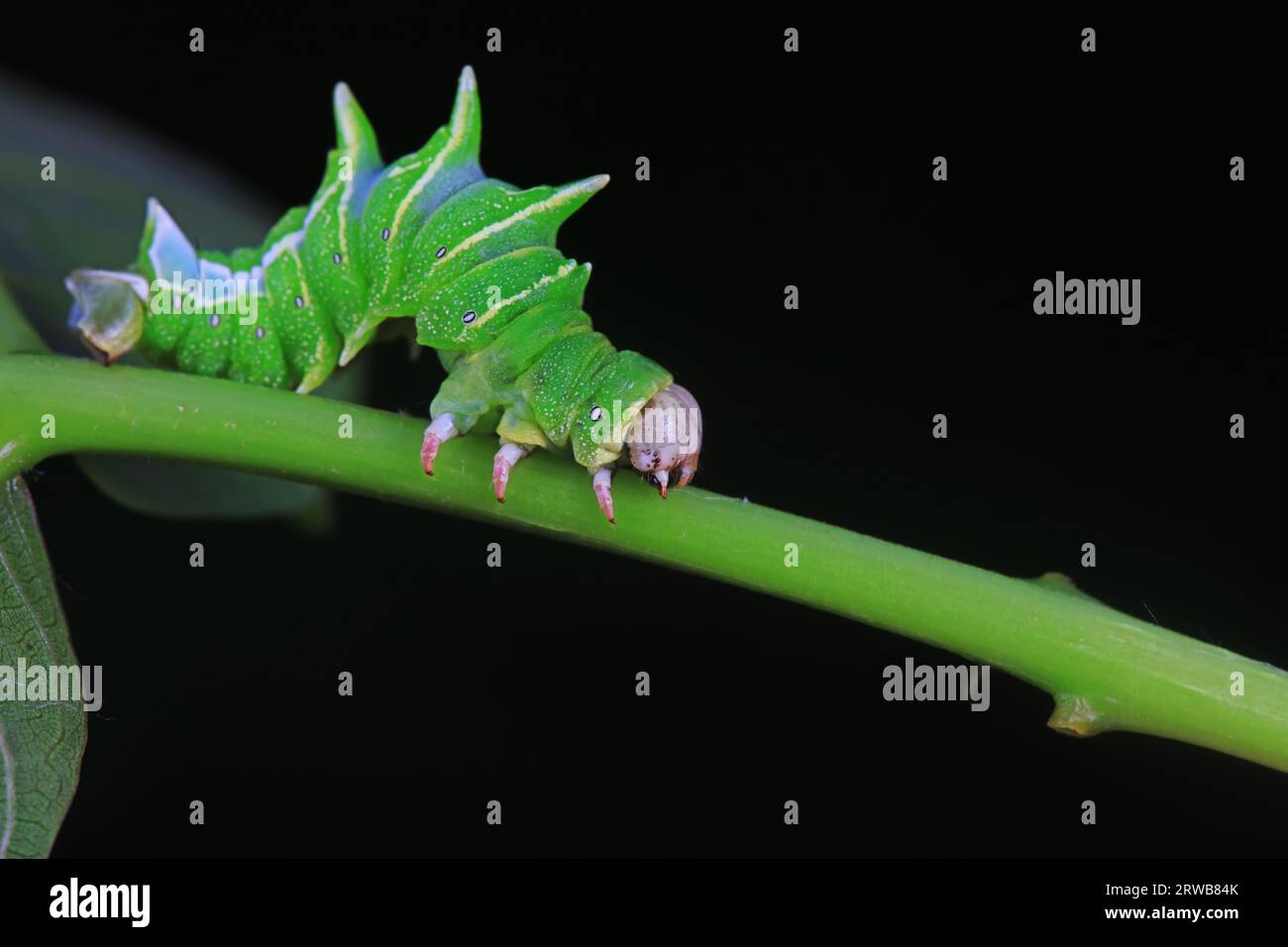 Lepidoptera larvae in the wild, North China Stock Photo - Alamy