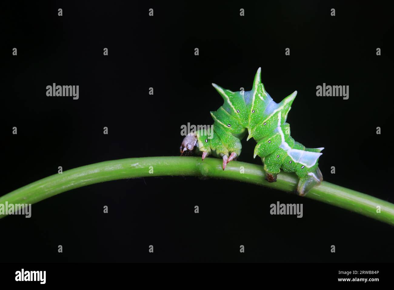 Lepidoptera larvae in the wild, North China Stock Photo - Alamy
