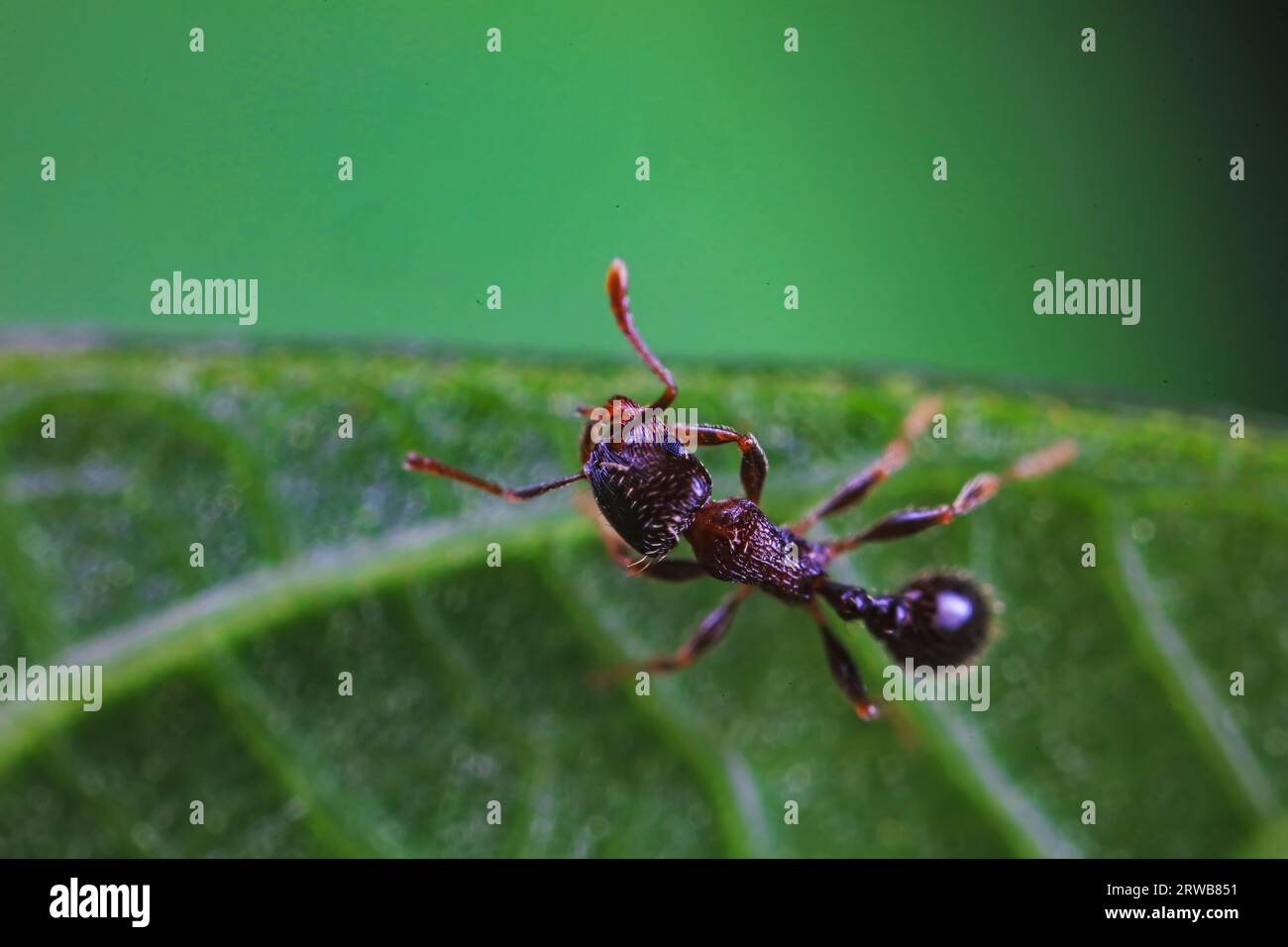 Ants in the wild, North China Stock Photo - Alamy