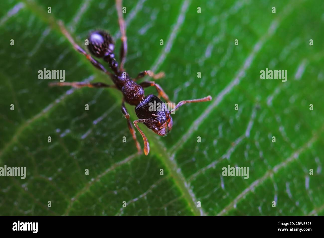 Ants in the wild, North China Stock Photo - Alamy