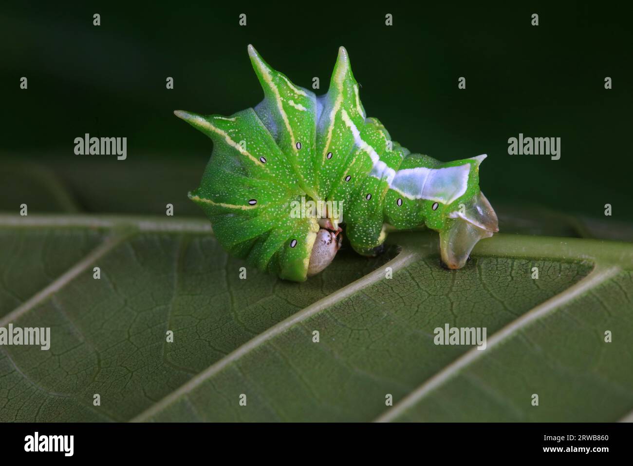 Lepidoptera larvae in the wild, North China Stock Photo - Alamy