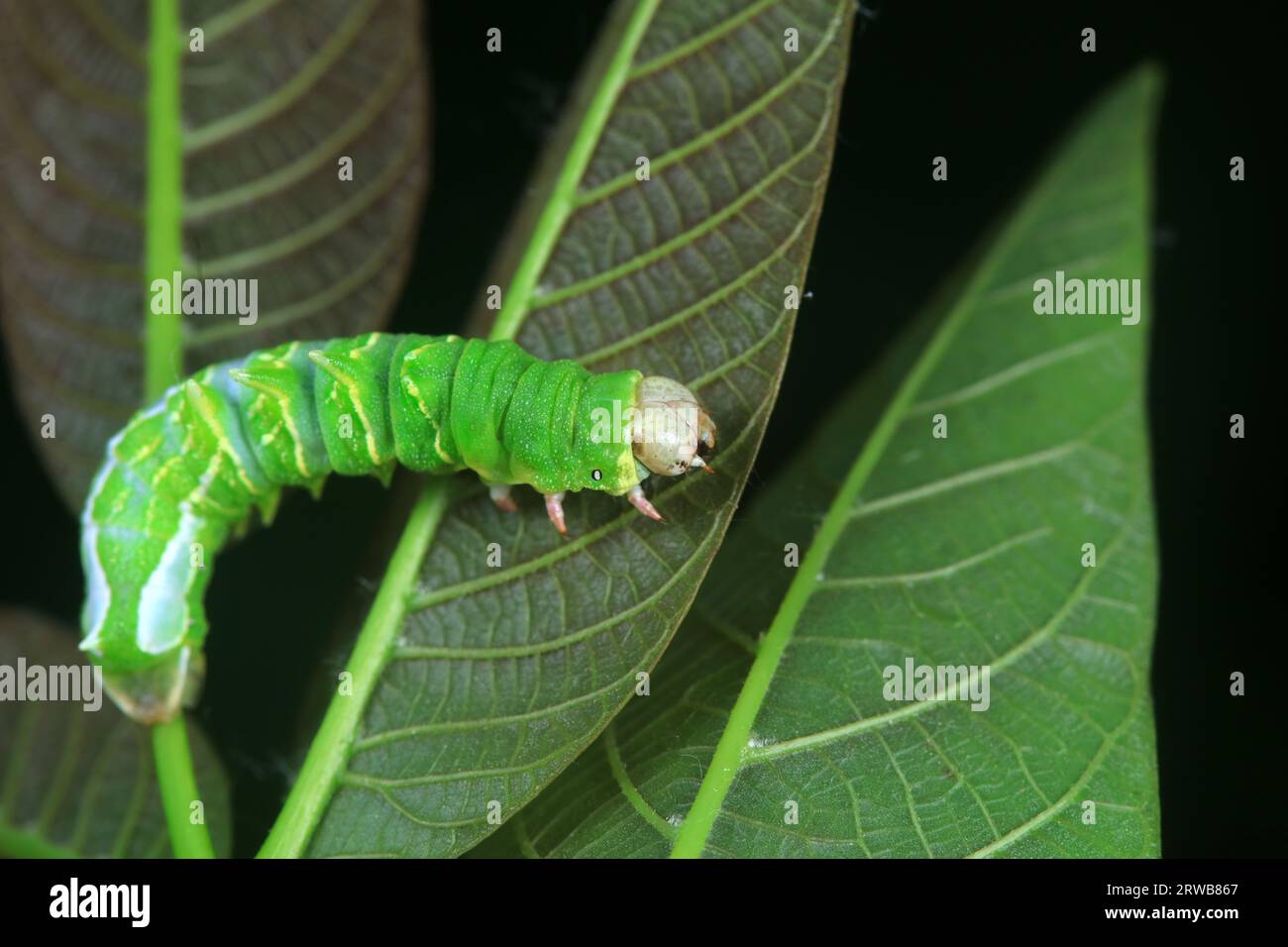 Lepidoptera larvae in the wild, North China Stock Photo - Alamy