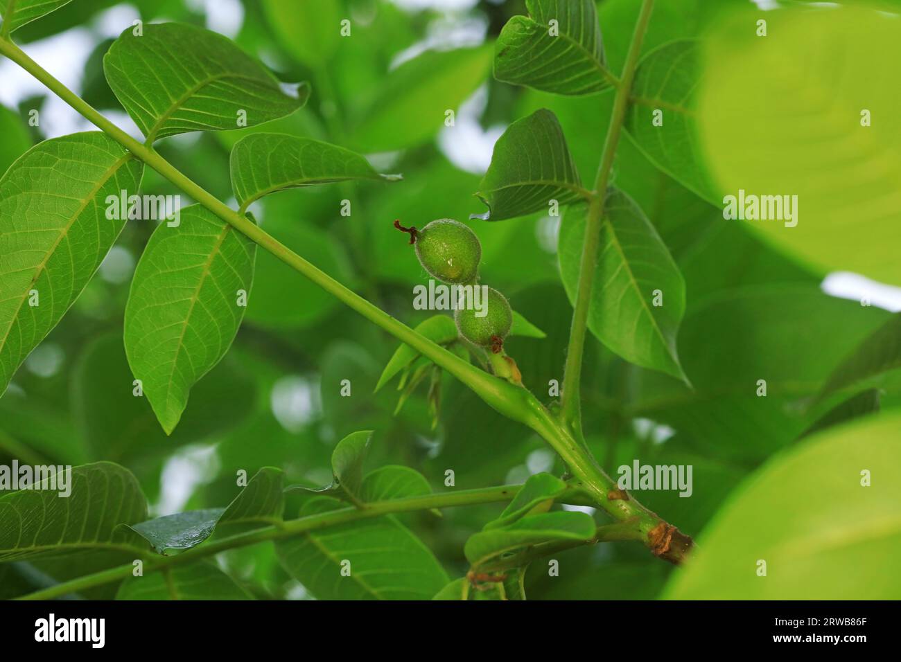 Young walnut hi-res stock photography and images - Alamy