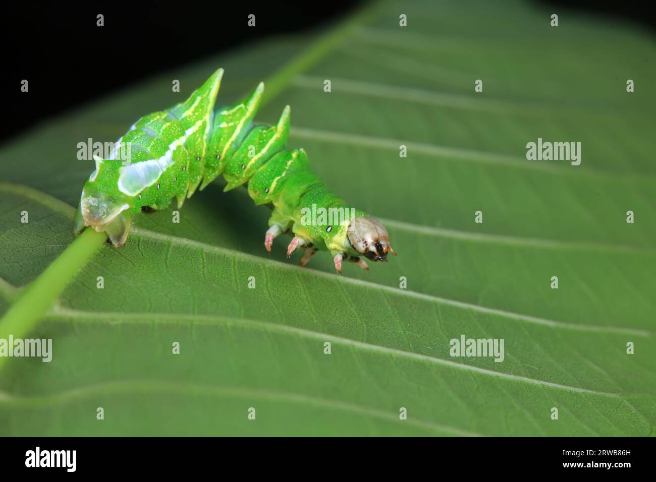 Lepidoptera larvae in the wild, North China Stock Photo - Alamy