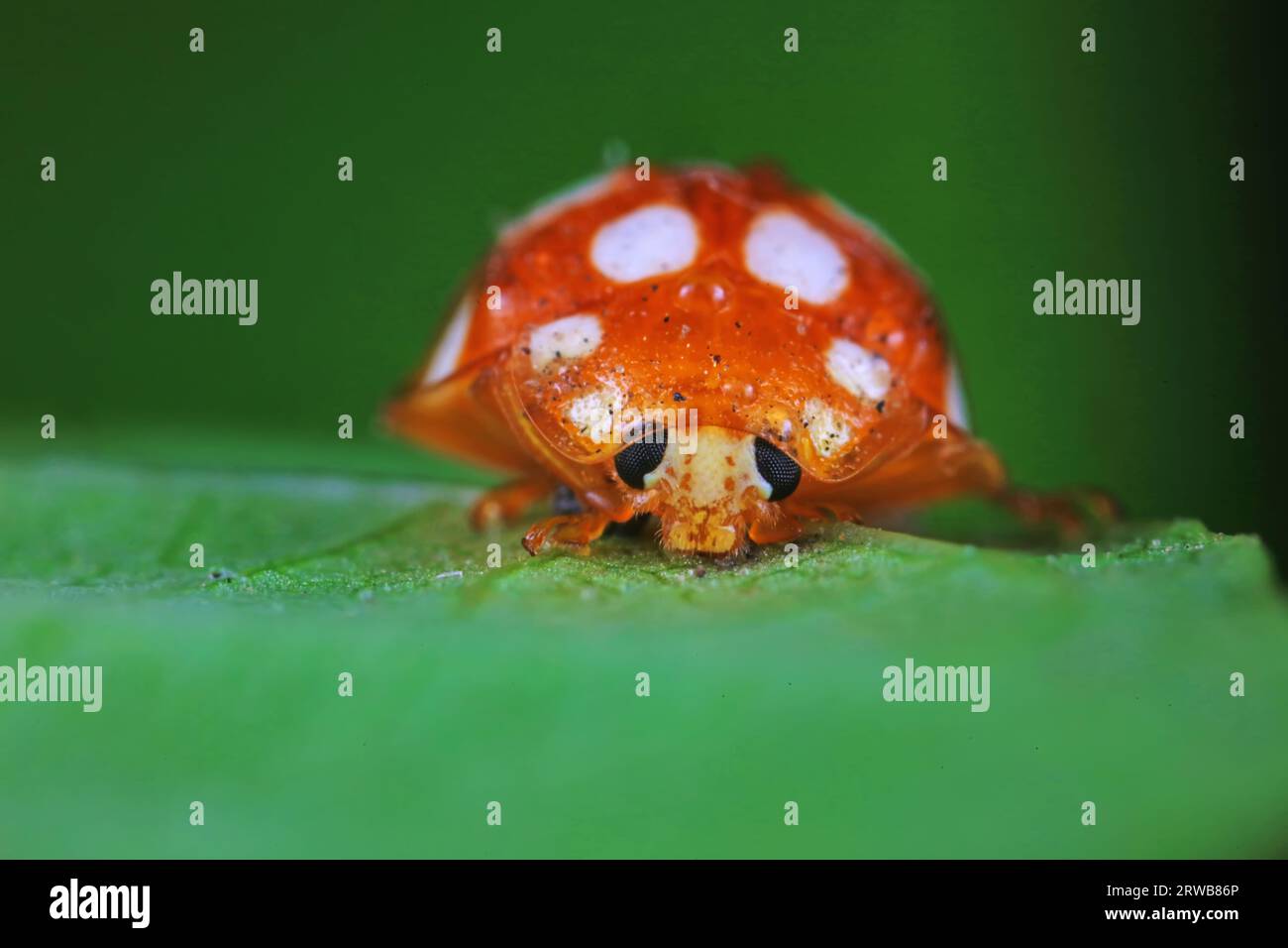 Ladybugs on wild plants, North China Stock Photo - Alamy