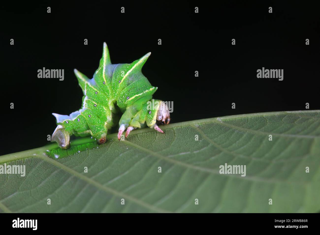 Lepidoptera larvae in the wild, North China Stock Photo - Alamy