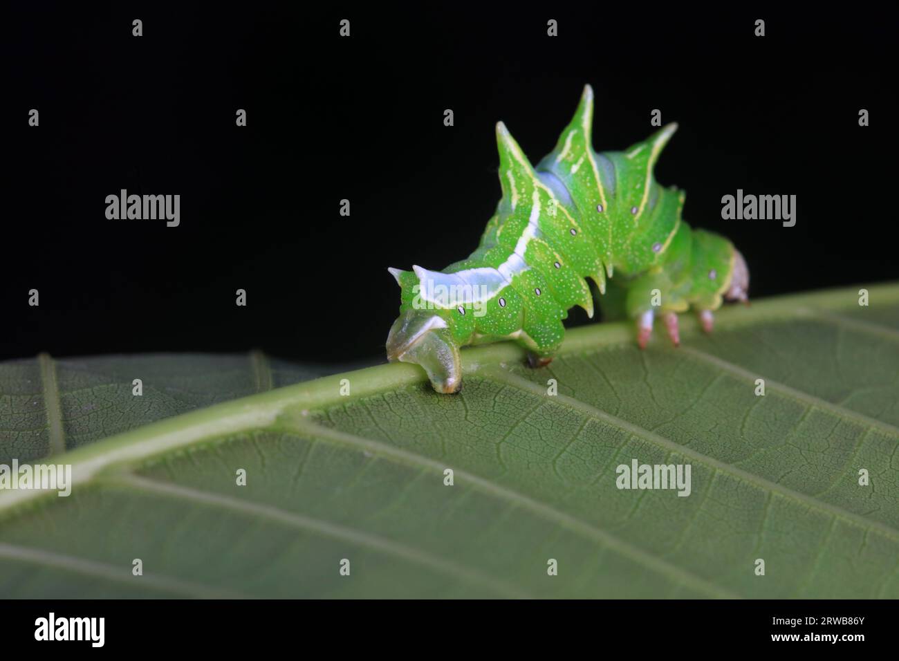 Ruler moth hi-res stock photography and images - Alamy