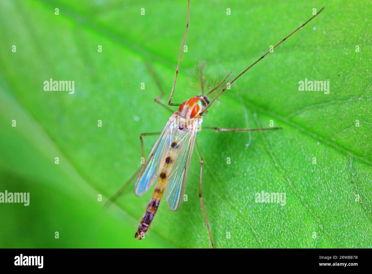 mosquito insect in the wild, North China Stock Photo - Alamy