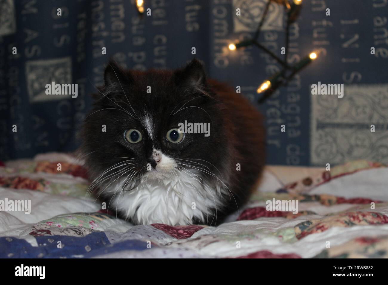 A young, fluffy cat stares past the camera, eyes wide. Its feet are ...