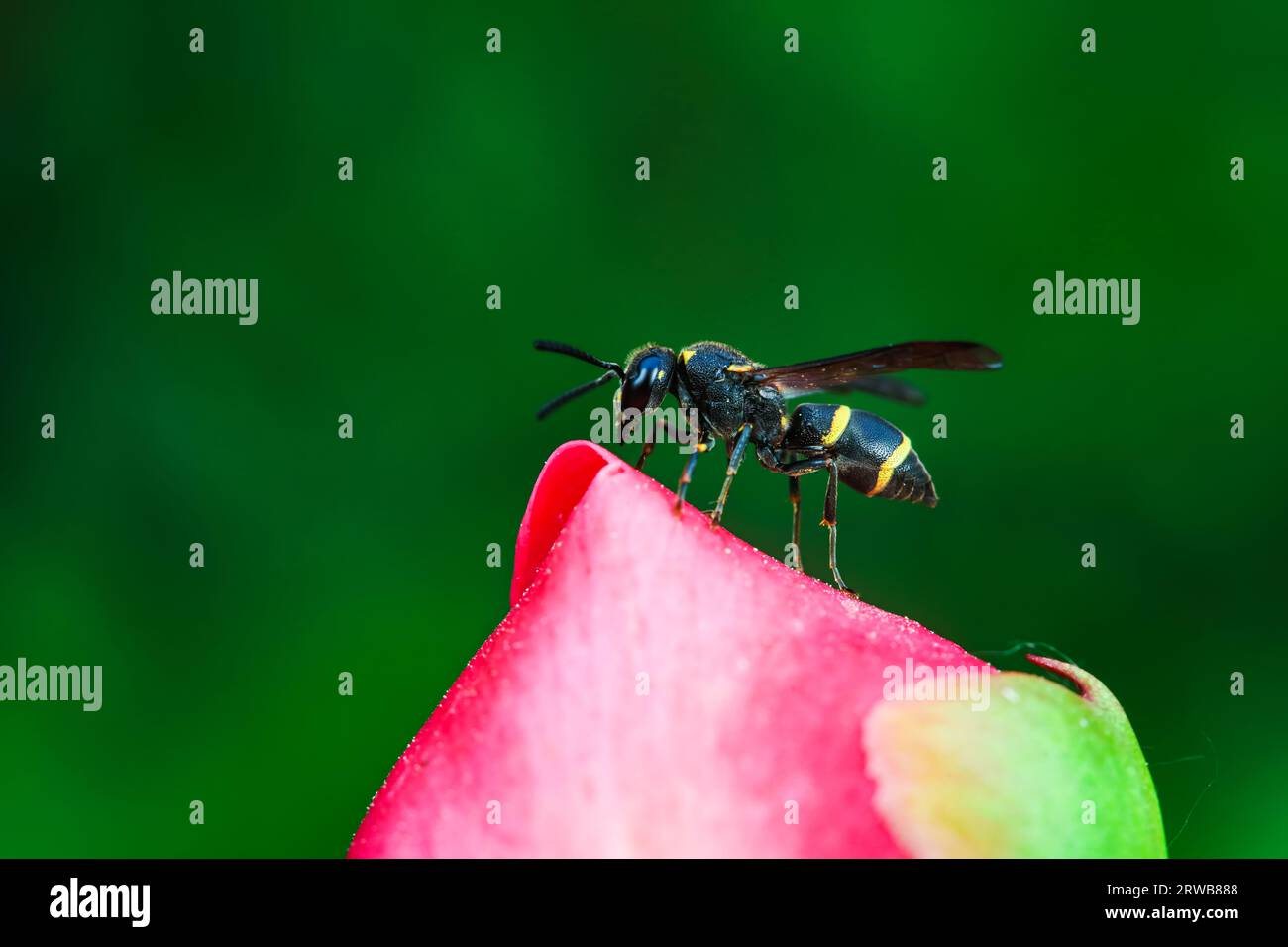 Bee insects in the wild, North China Stock Photo - Alamy
