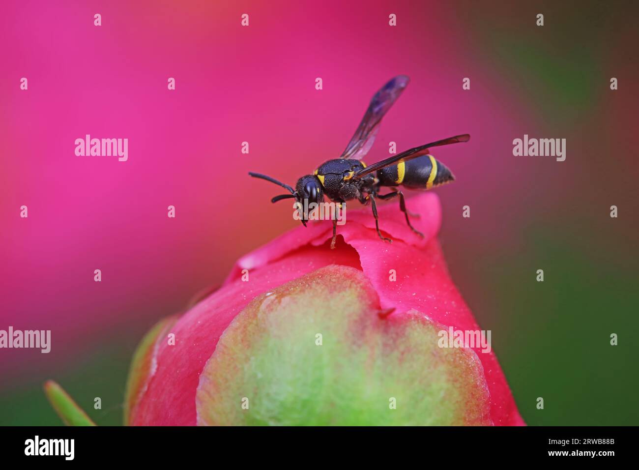 Bee insects in the wild, North China Stock Photo - Alamy