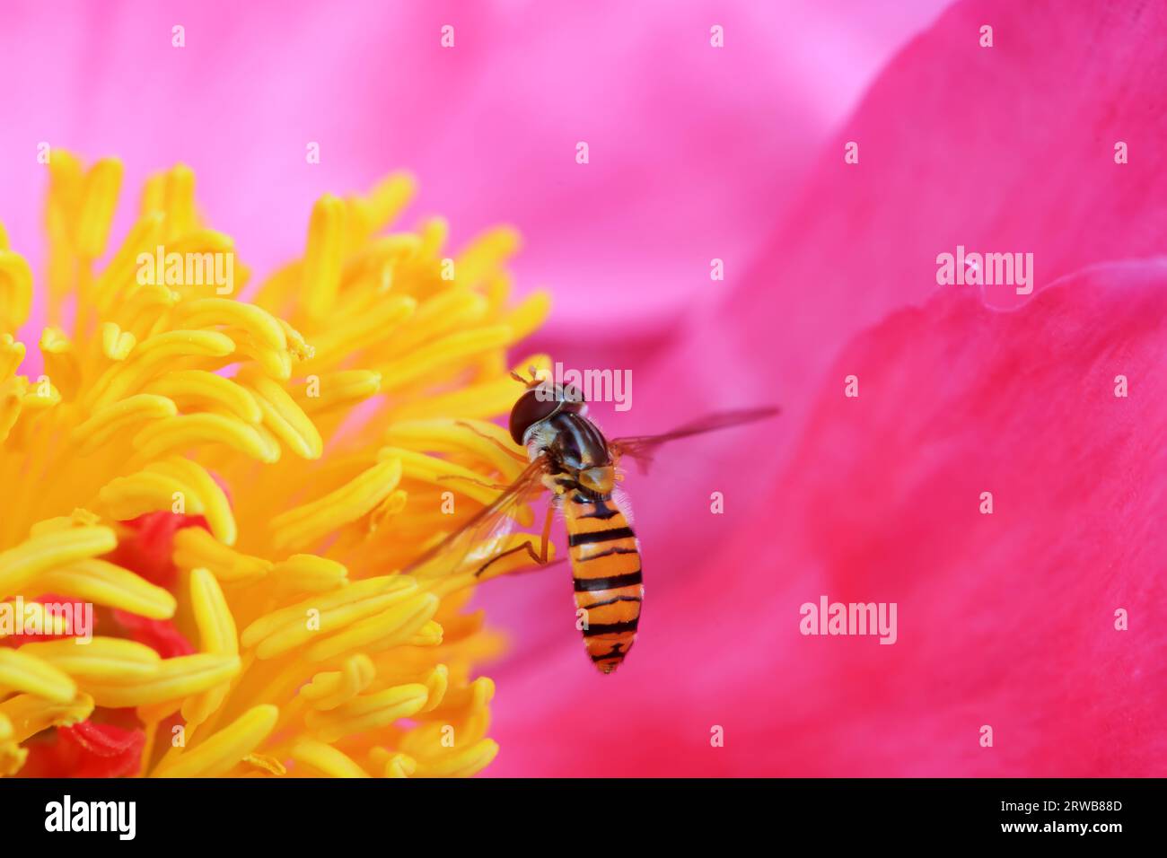 Aphid eating flies in the wild, North China Stock Photo - Alamy