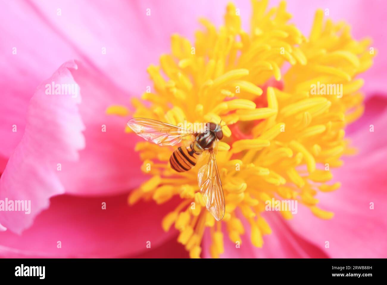 Aphid eating flies in the wild, North China Stock Photo - Alamy