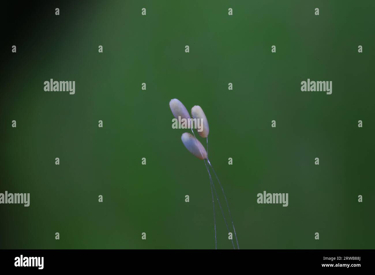 Insect eggs on wild plants, North China Stock Photo - Alamy