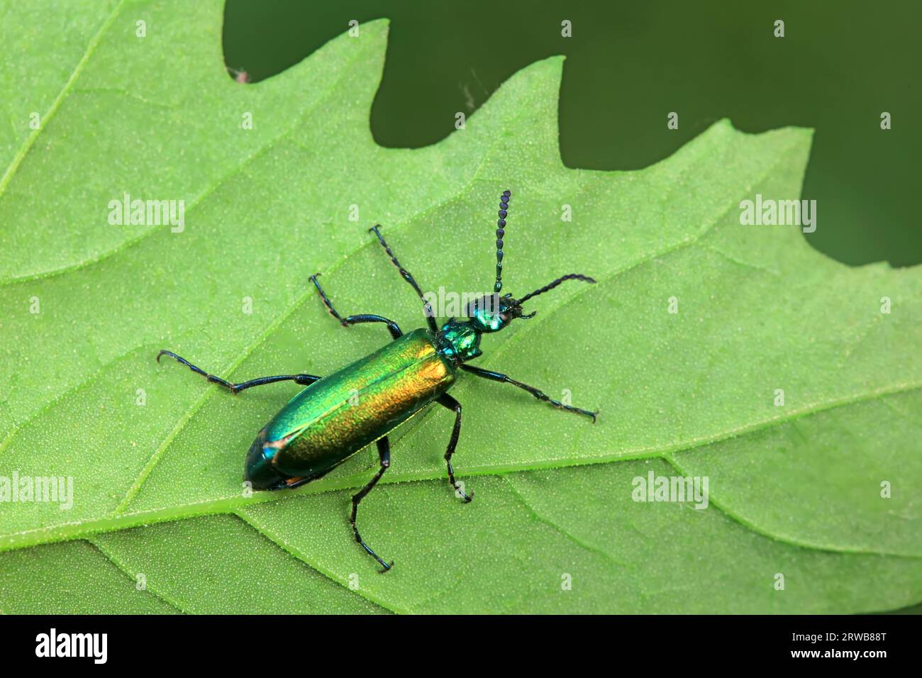 Coleoptera insect -- green Daphne genkwa, North China Stock Photo - Alamy