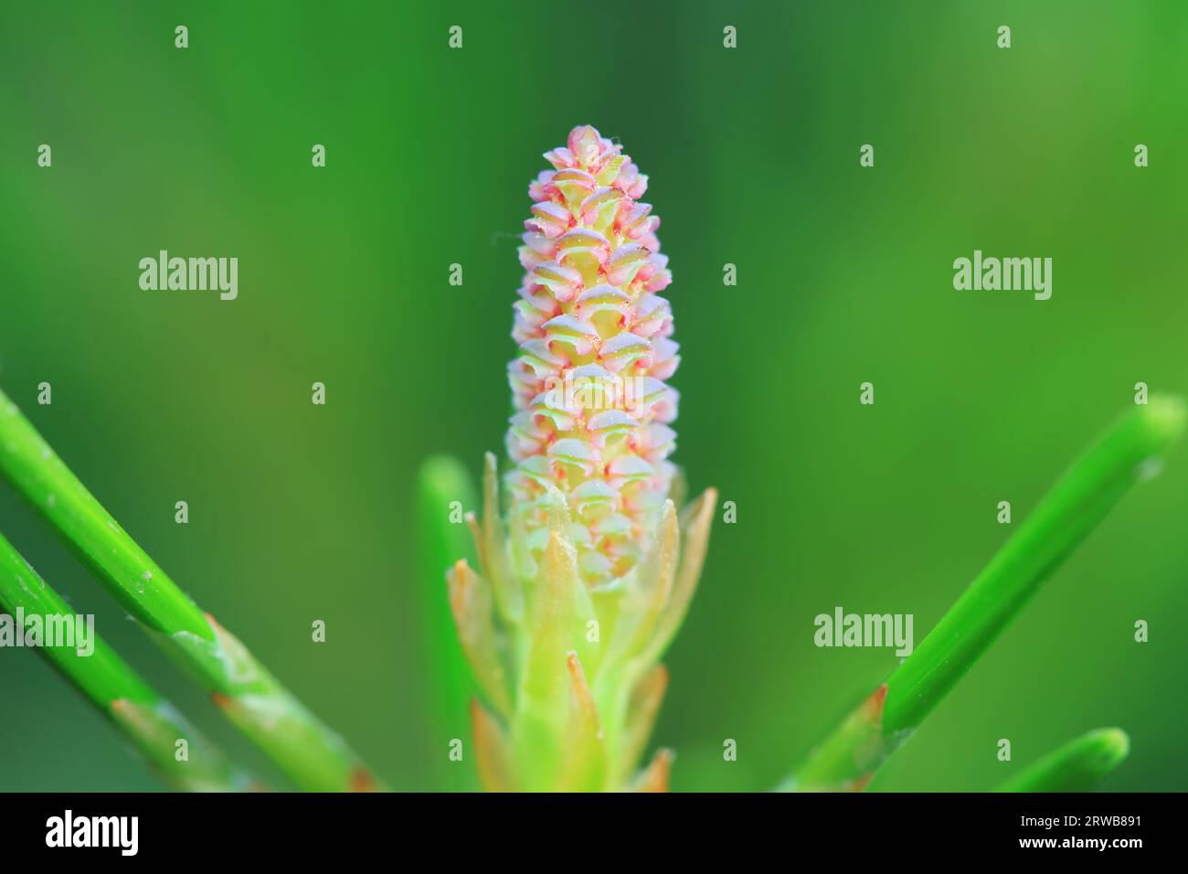 The fruit of South China pine is in the botanical garden Stock Photo ...