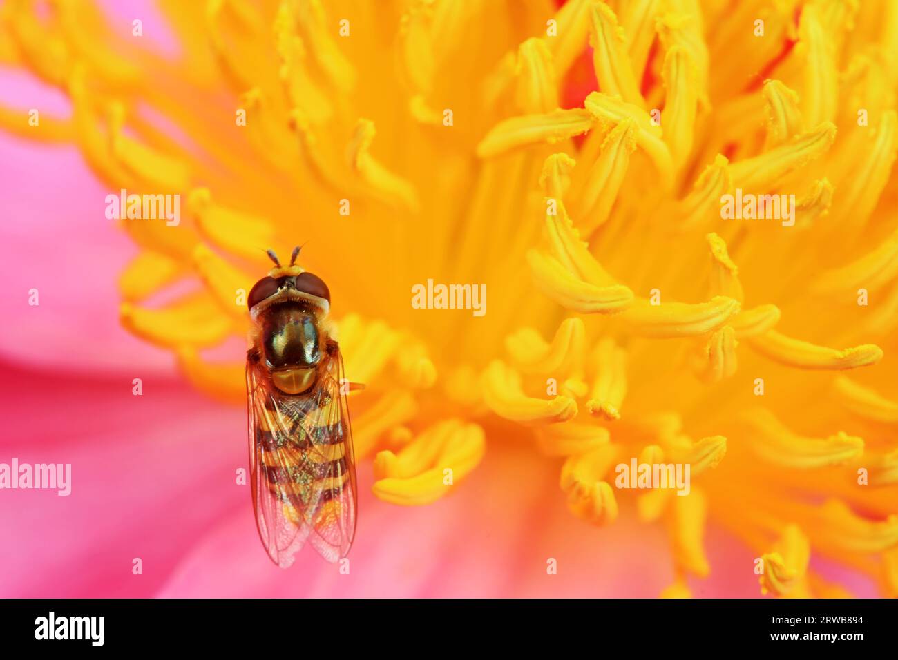 Aphid eating flies in the wild, North China Stock Photo - Alamy