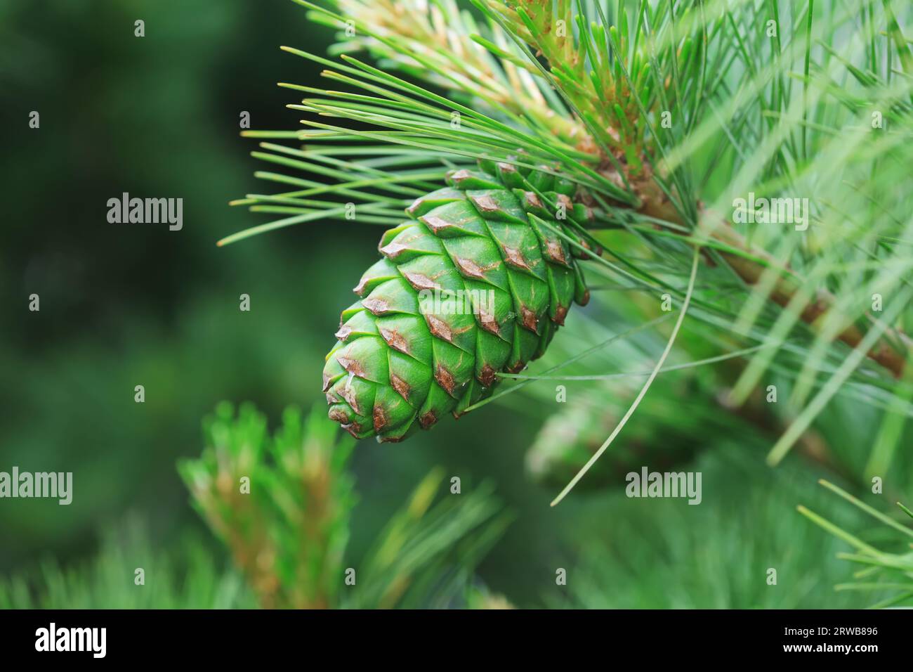 South china fruit hi-res stock photography and images - Alamy