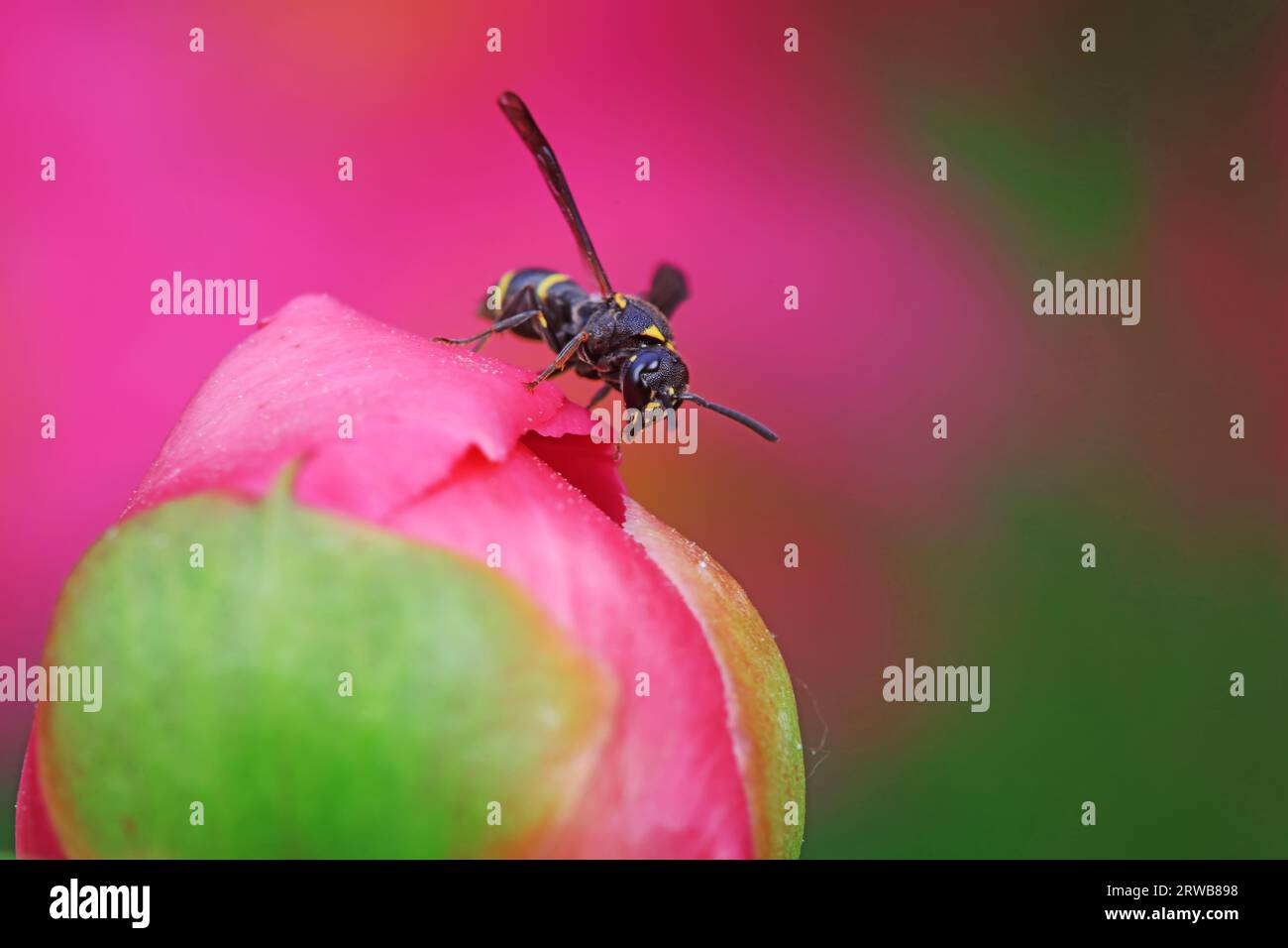 Bee insects in the wild, North China Stock Photo - Alamy