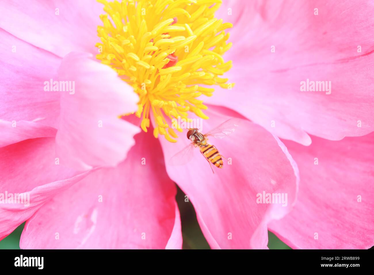 Aphid eating flies in the wild, North China Stock Photo - Alamy