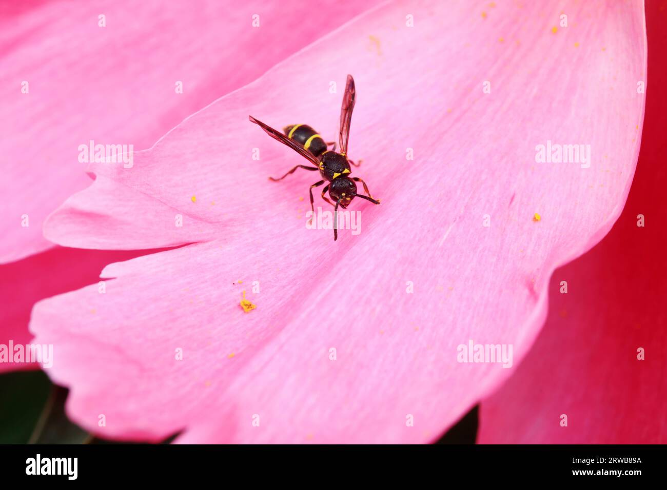 Bee insects in the wild, North China Stock Photo - Alamy