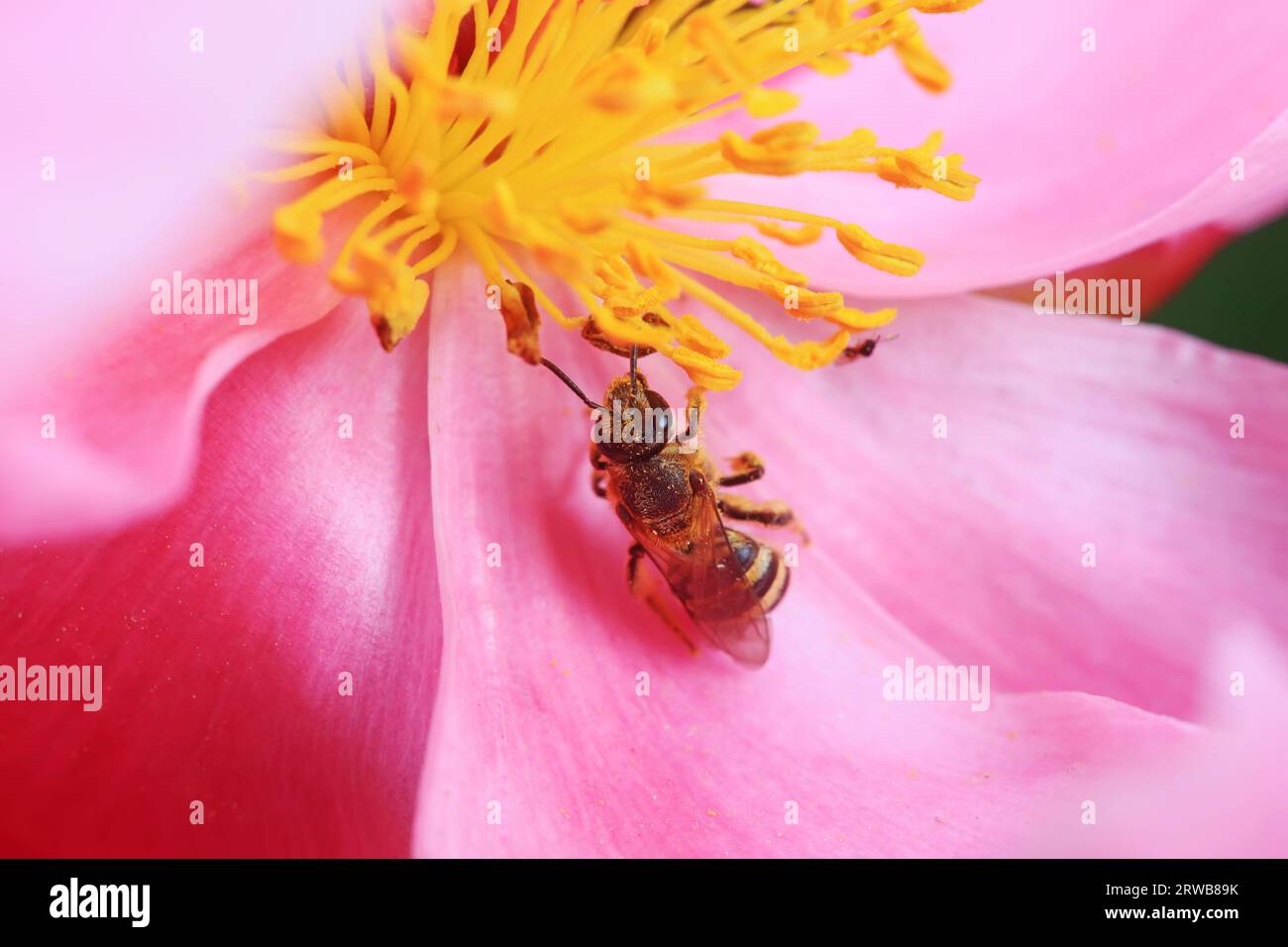 Bees gather honey on peony flowers, North China Stock Photo - Alamy