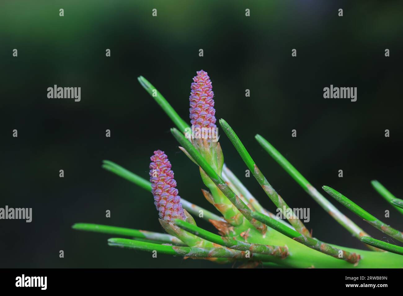 The fruit of South China pine is in the botanical garden Stock Photo ...