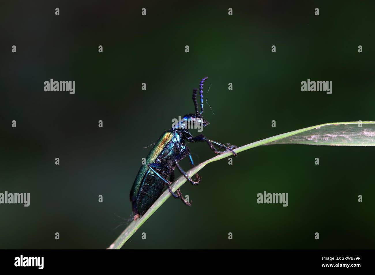 Coleoptera insect -- green Daphne genkwa, North China Stock Photo - Alamy