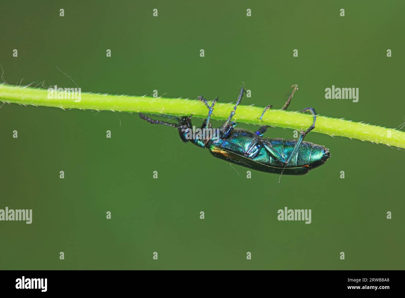 Coleoptera insect -- green Daphne genkwa, North China Stock Photo - Alamy
